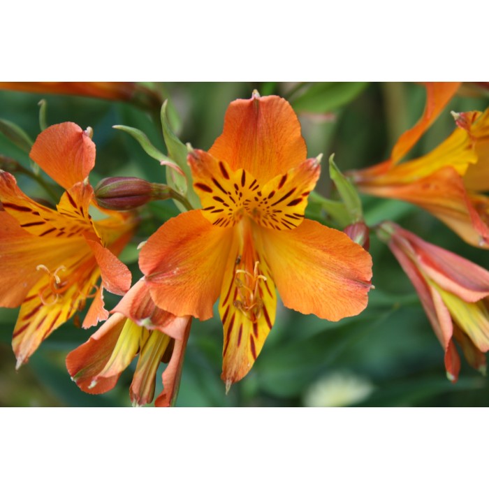Alstroemeria Orange
